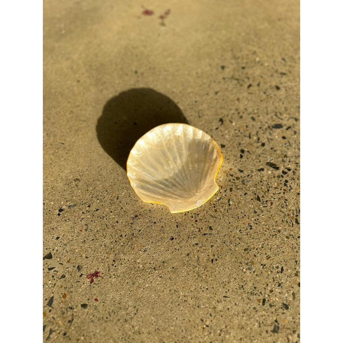 Shell Trinket Dish – Tallow & Tide